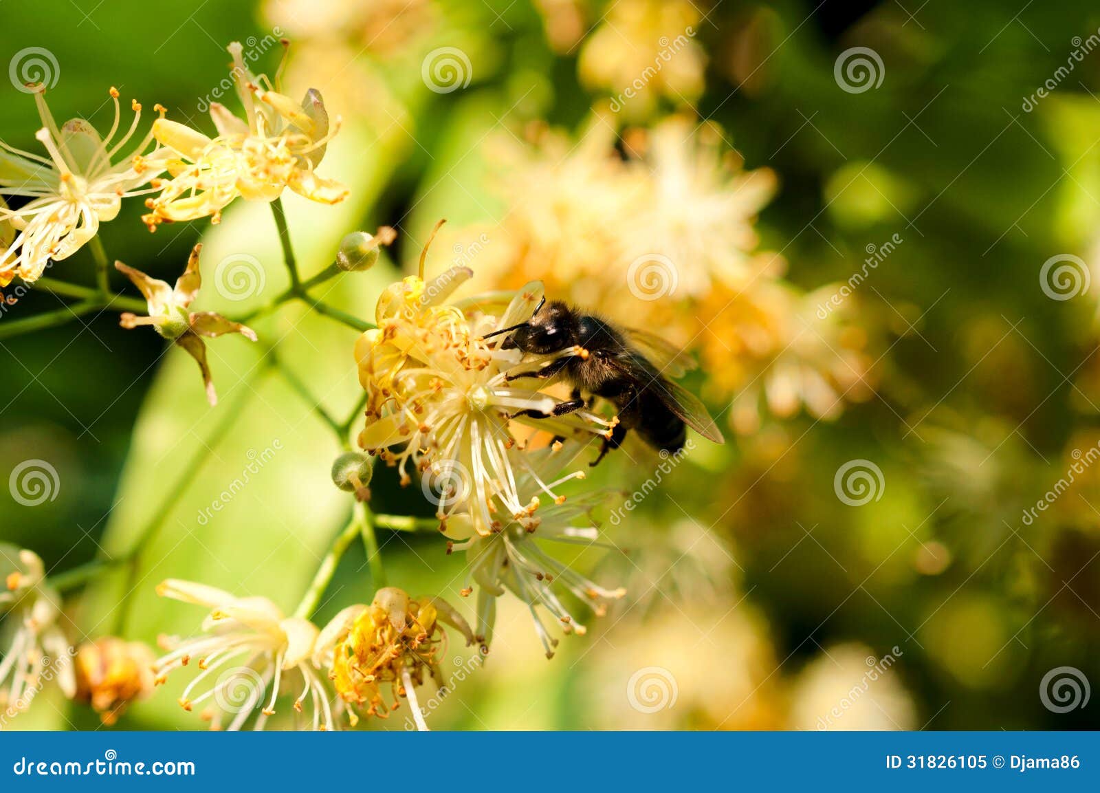 Bee and flower stock image. Image of pollen, cumulus - 31826105