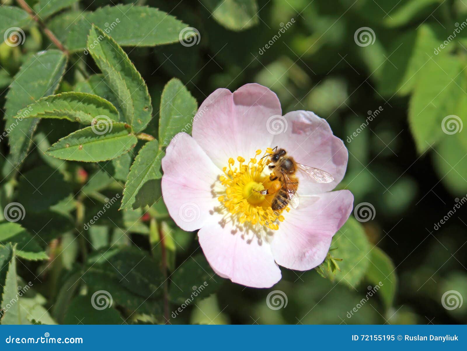 Bee on a Flower of Wild Rose Stock Image - Image of closeup, insect ...