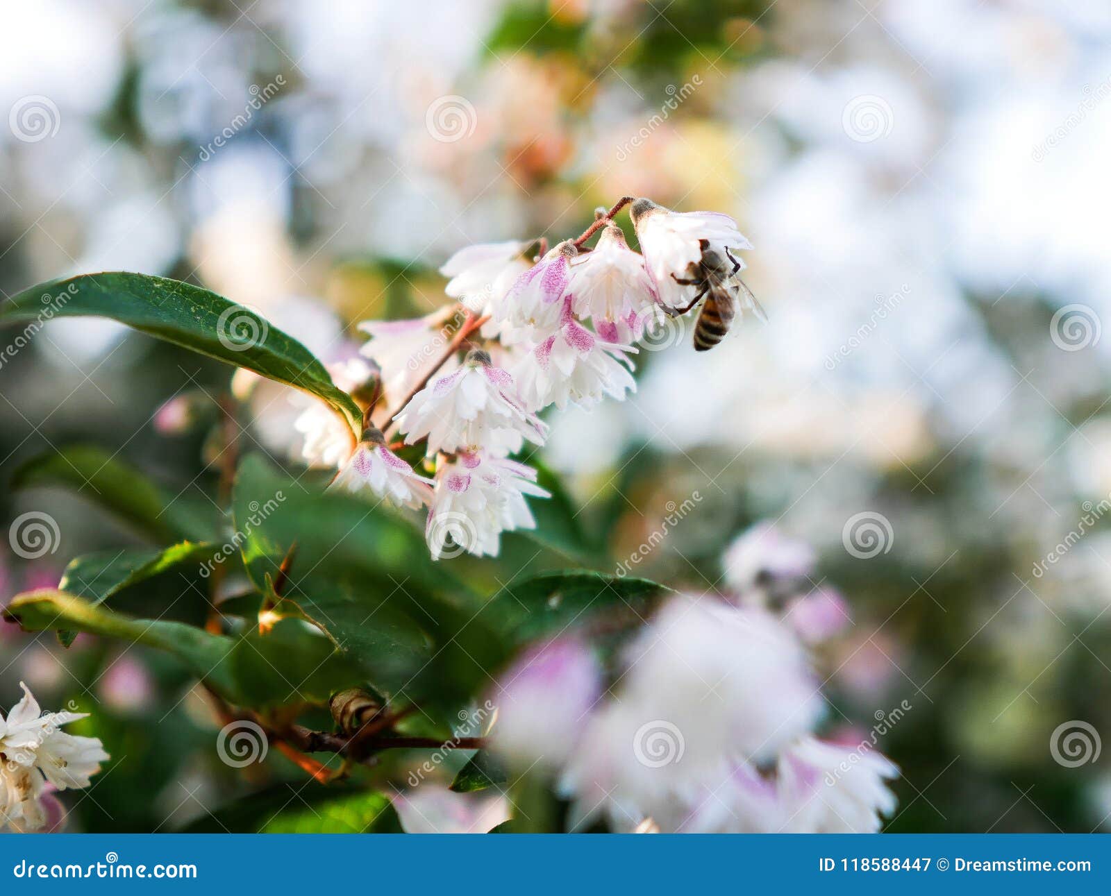 Bee on plant stock image. Image of care, plant, live - 118588447