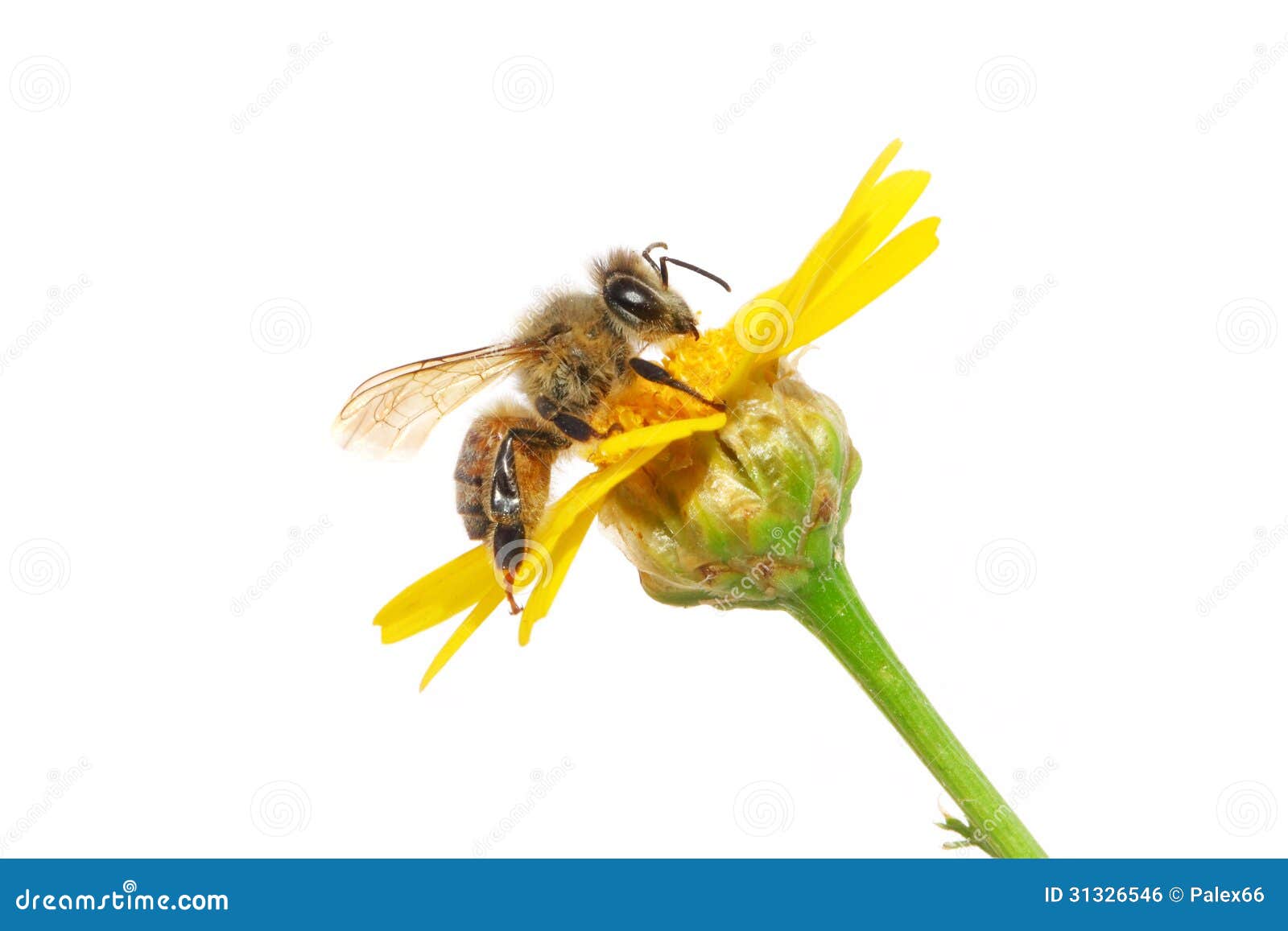 Bee on the flower stock photo. Image of macro, isolated - 31326546