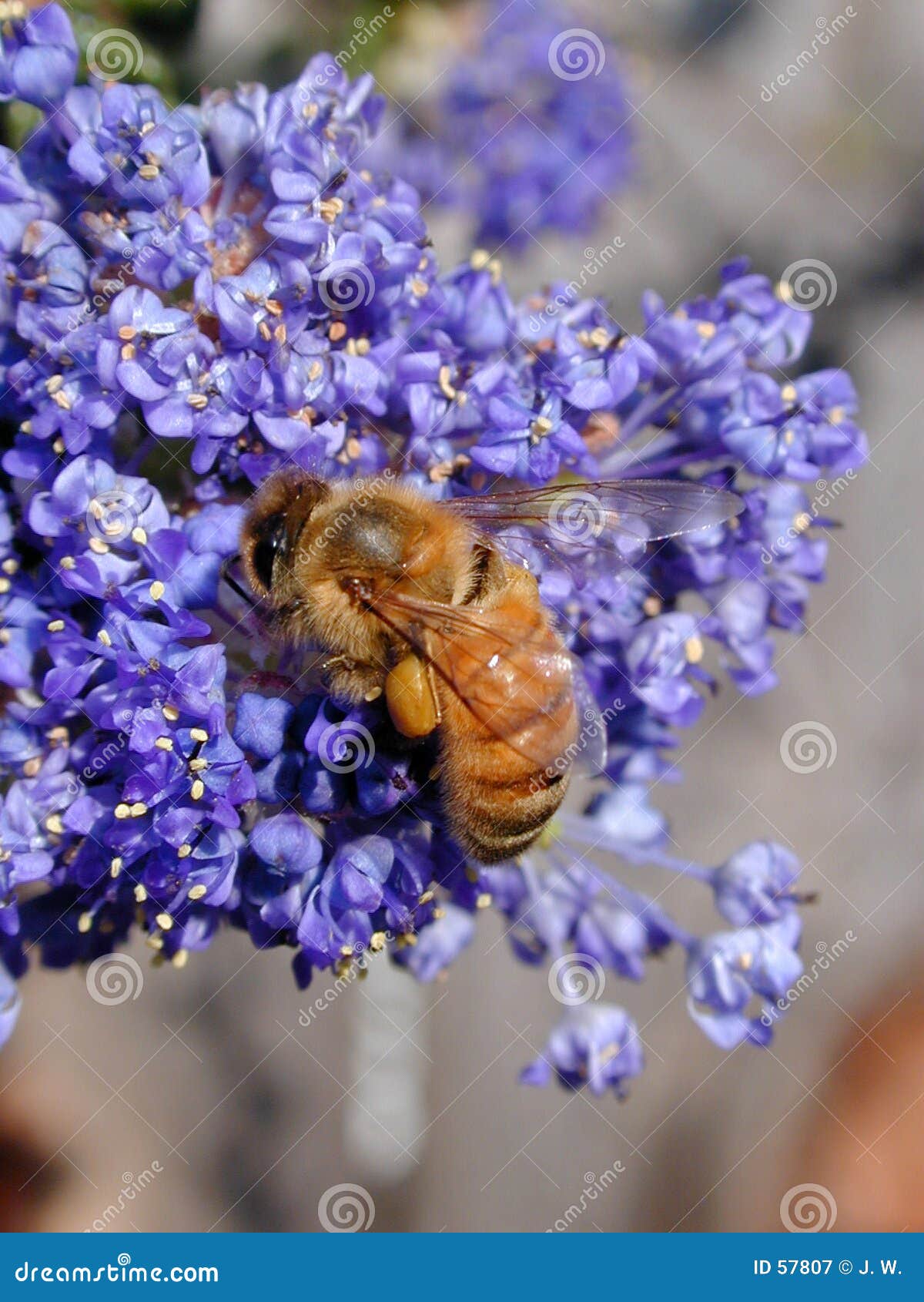 Bee on Flowers stock image. Image of insects, wings, flowers - 57807