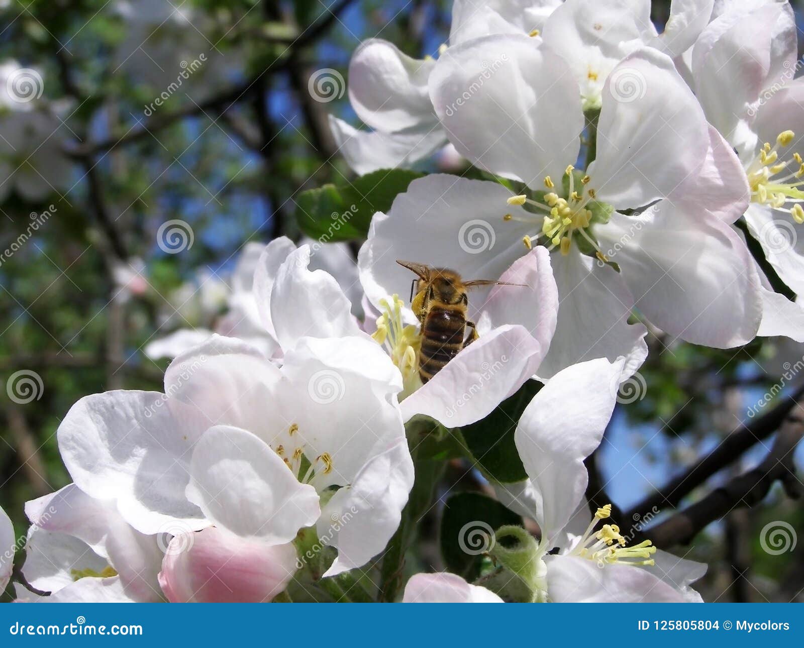 Bee on Flowers of Apple-tree Stock Photo - Image of honeybee, petal ...