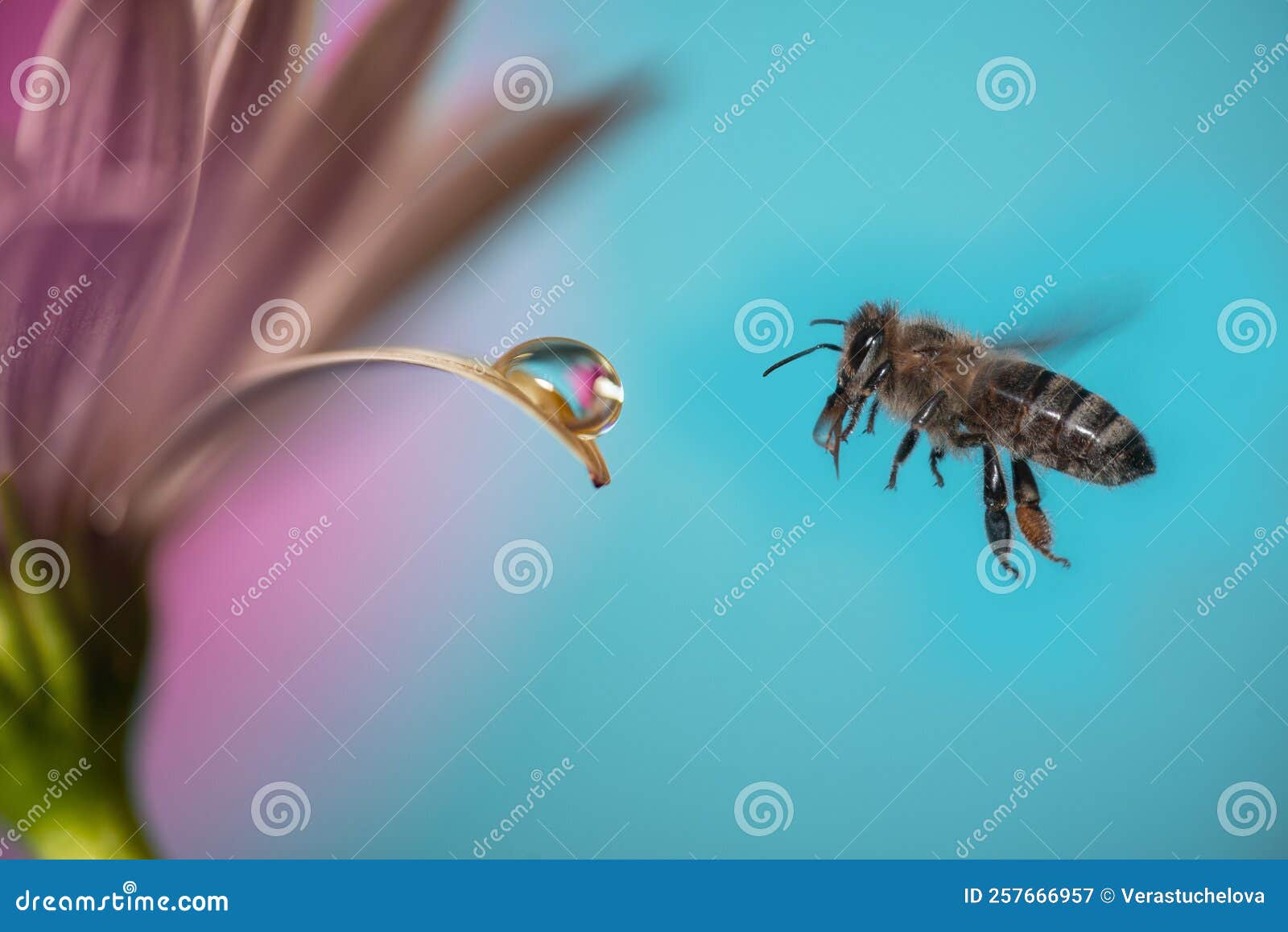 Honey Bee and Flowers with Dew Drop Stock Image - Image of bloom, color ...