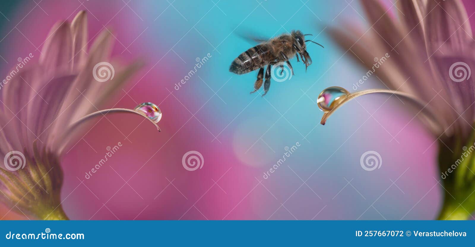 Honey Bee and Flowers with Dew Drop Stock Photo - Image of decoration ...