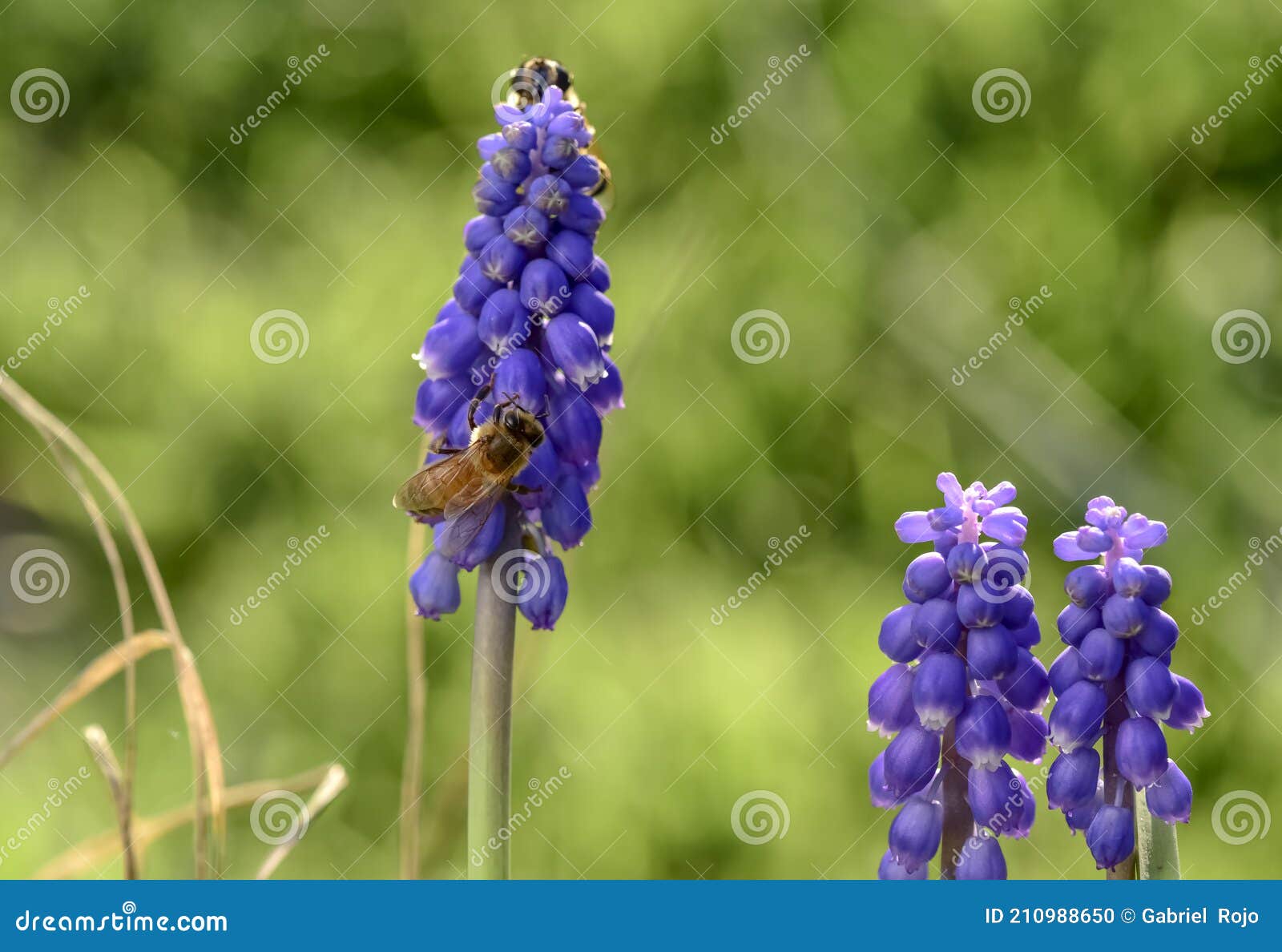 Bee on flowers in spring. stock photo. Image of pampas - 210988650