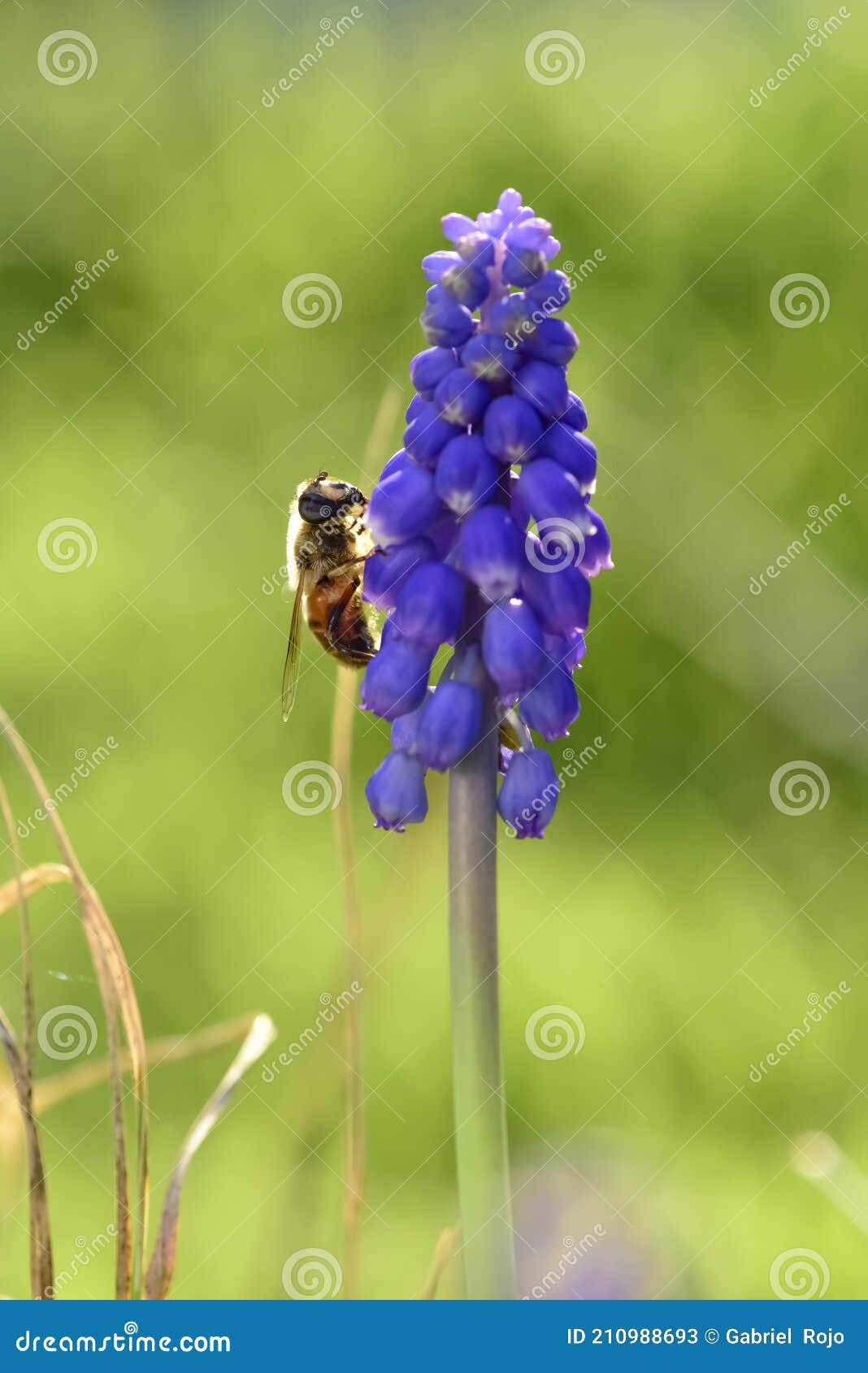 Bee on flowers in spring. stock image. Image of insect - 210988693