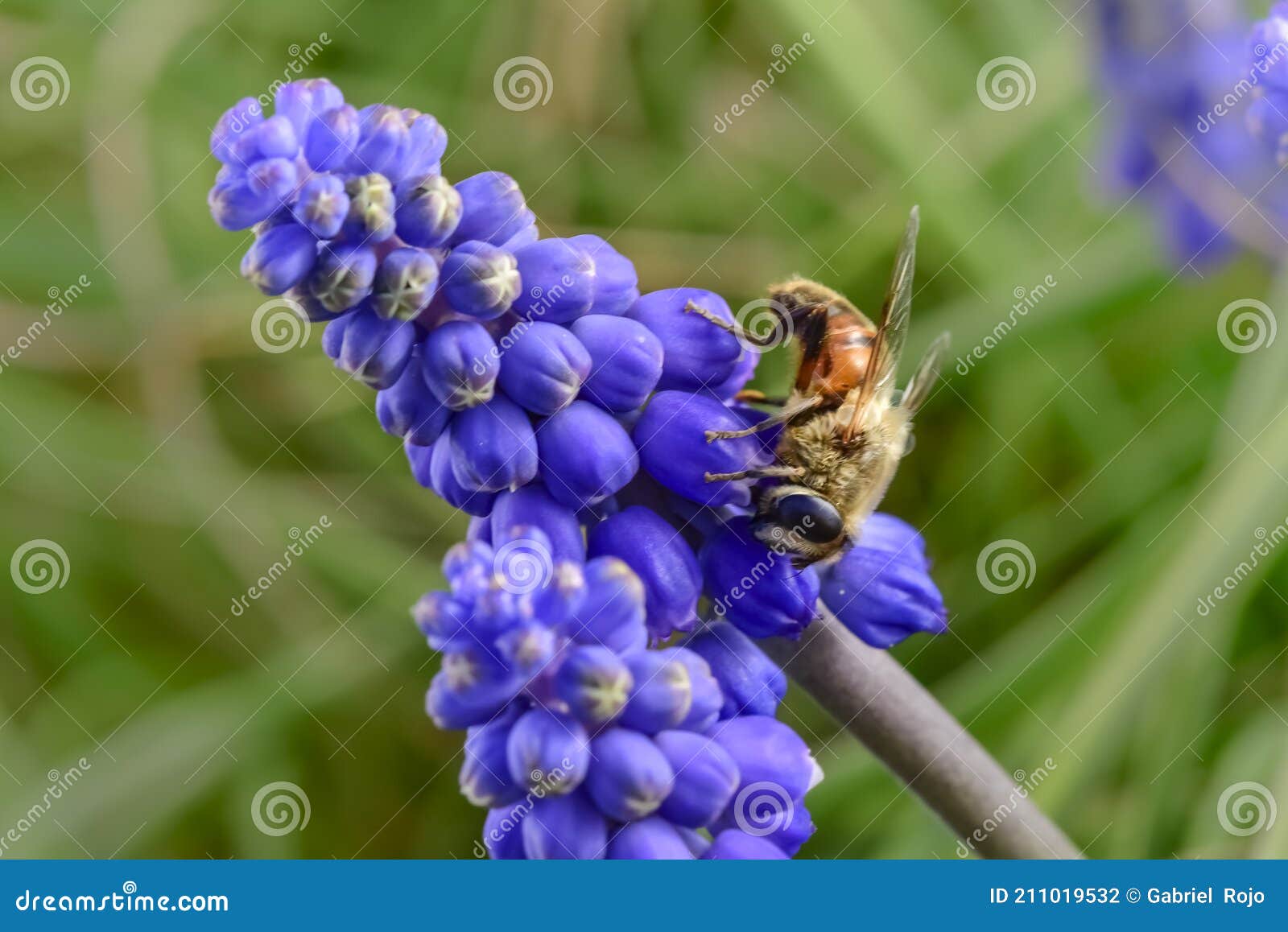 Bee on flowers in spring. stock photo. Image of beautiful - 211019532