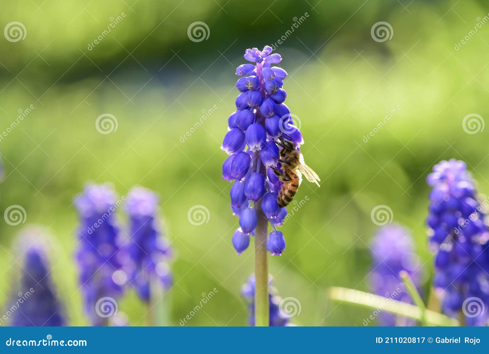Bee on flowers in spring stock image. Image of cloying - 211020817