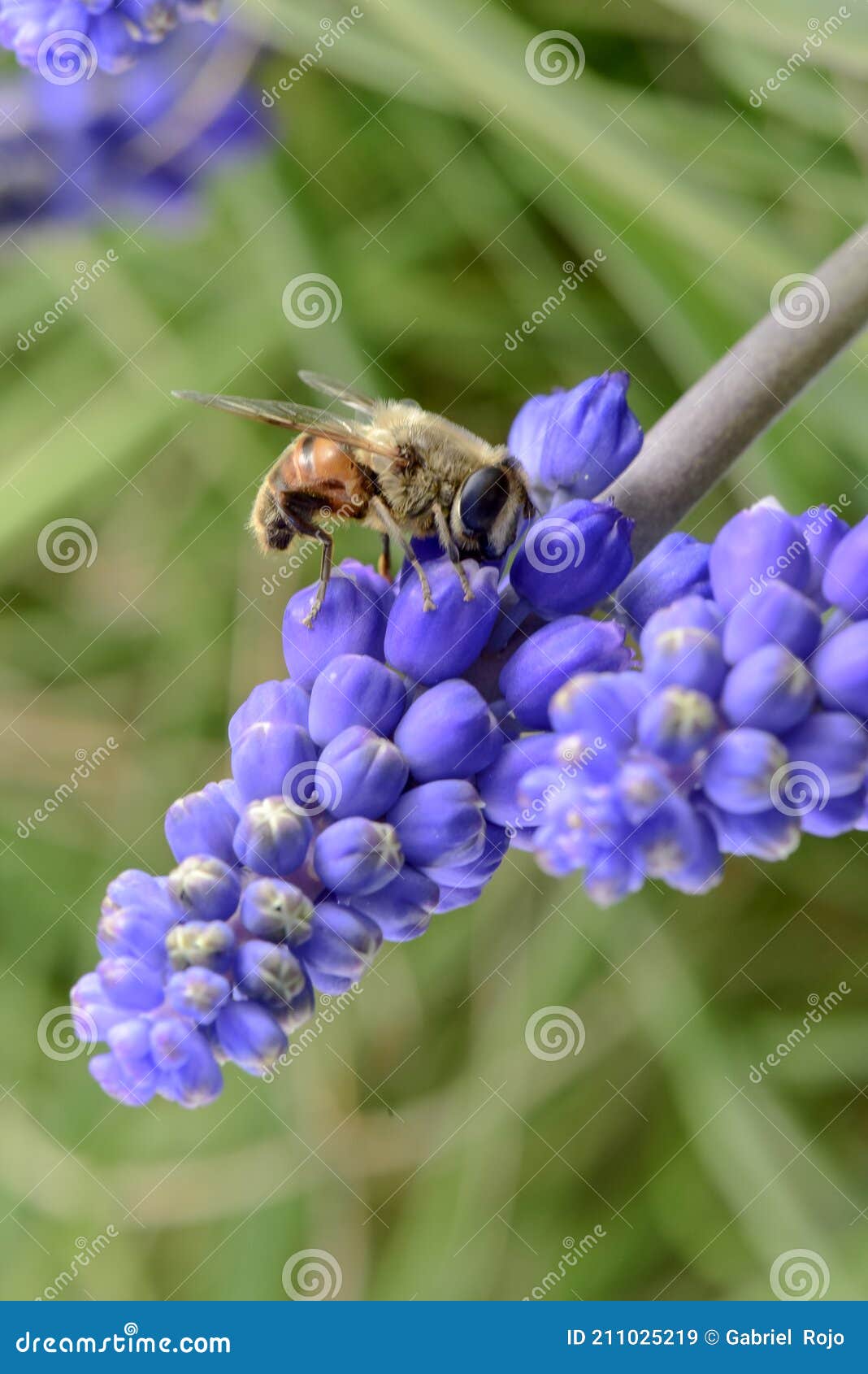 Bee on flowers in spring. stock image. Image of habit - 211025219