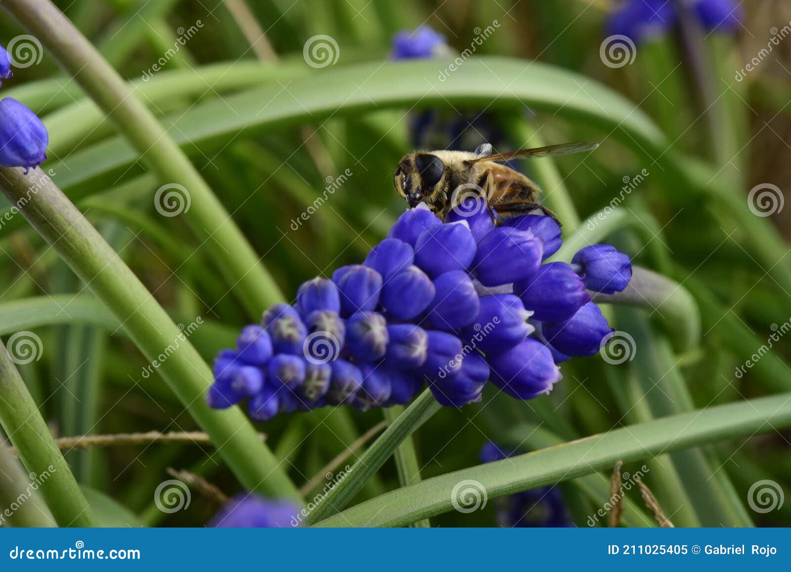Bee on flowers in spring. stock image. Image of beautiful - 211025405