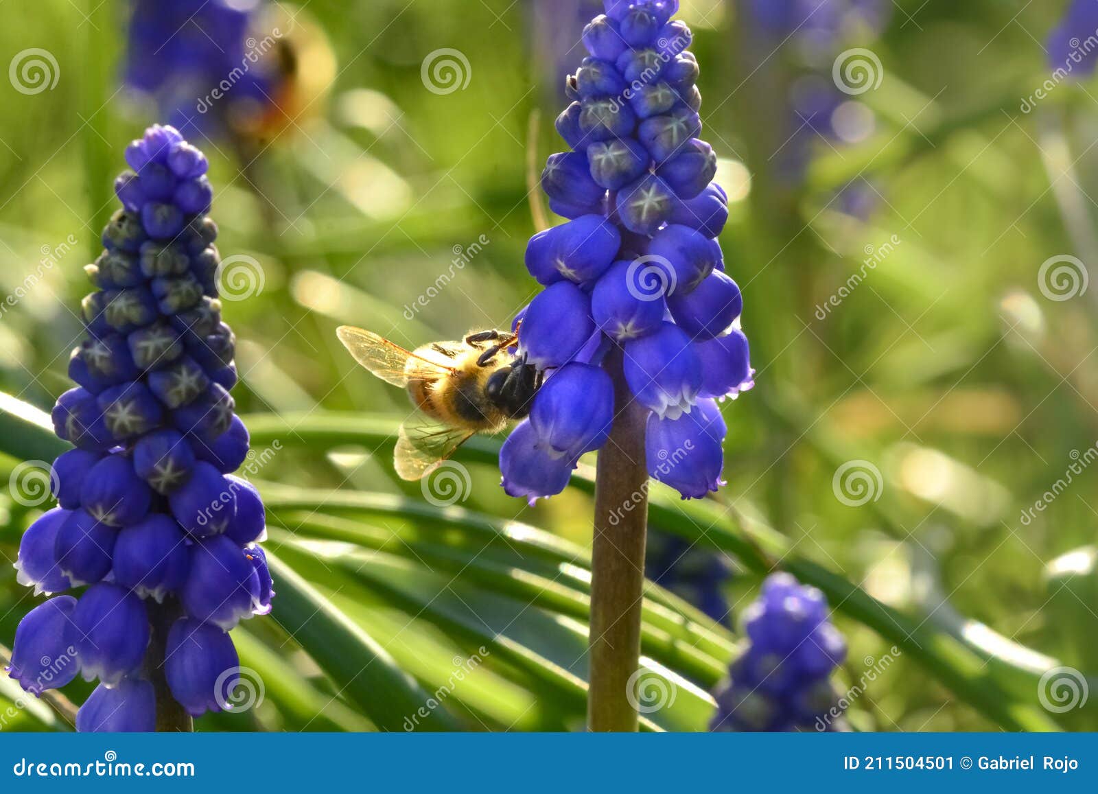Bee on flowers in spring stock image. Image of garden - 211504501