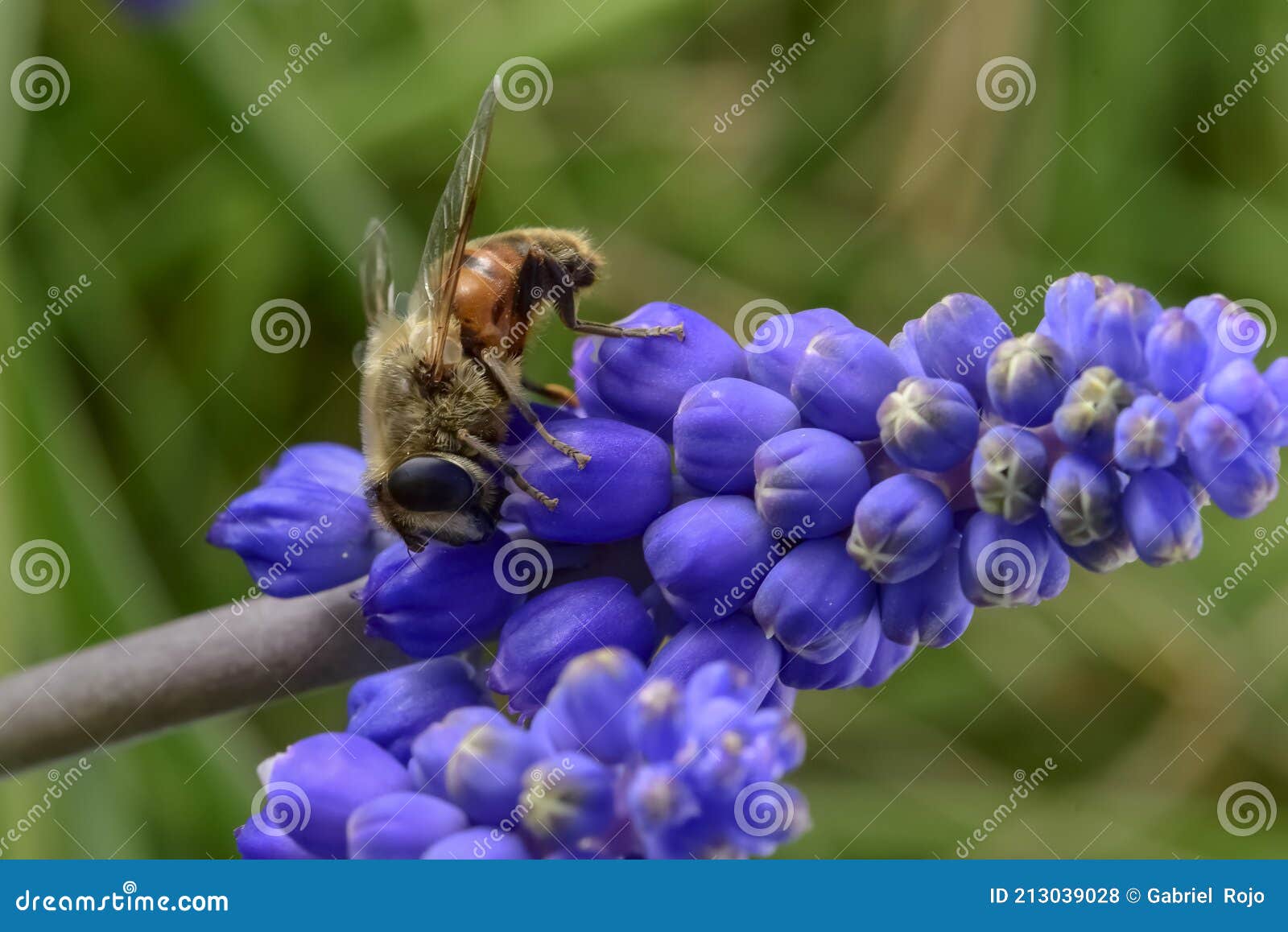 Bee on flowers in spring stock photo. Image of food - 213039028
