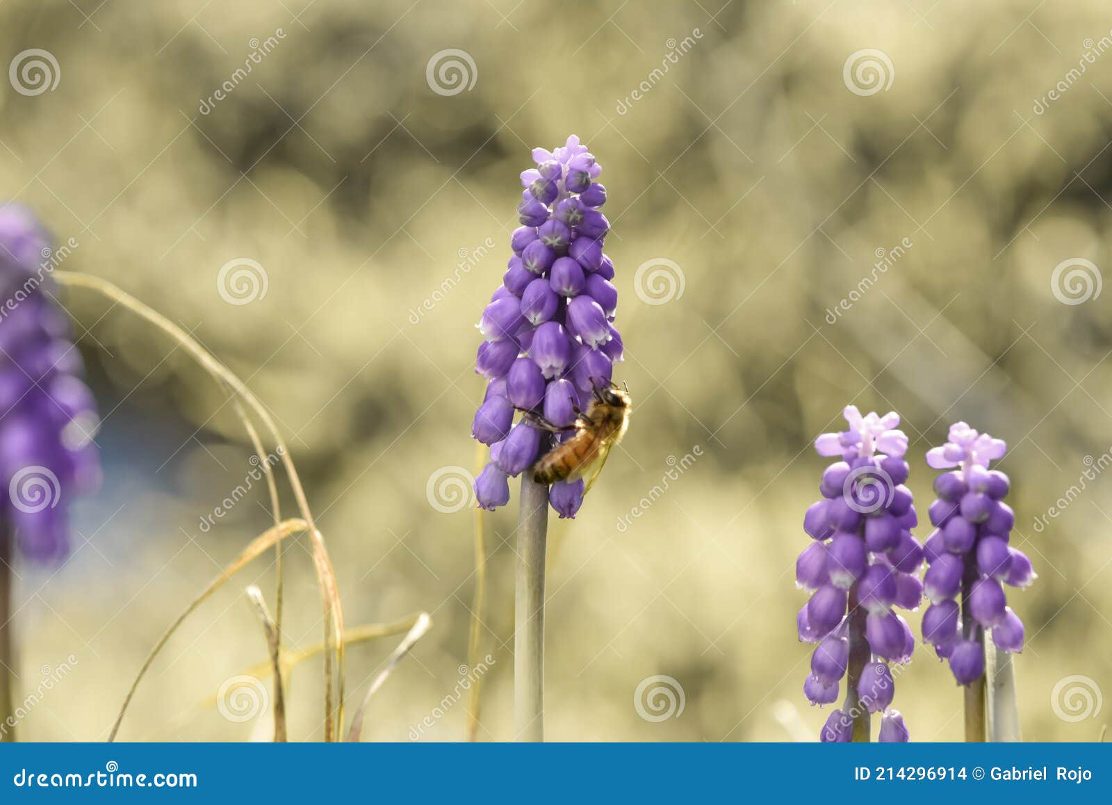 Bee on flowers in spring. stock photo. Image of mellifera - 214296914