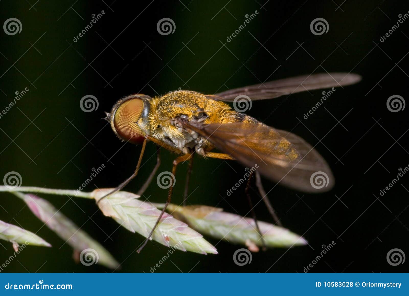 Bee fly stock photo. Image of dark, wild, foliage, garden - 10583028