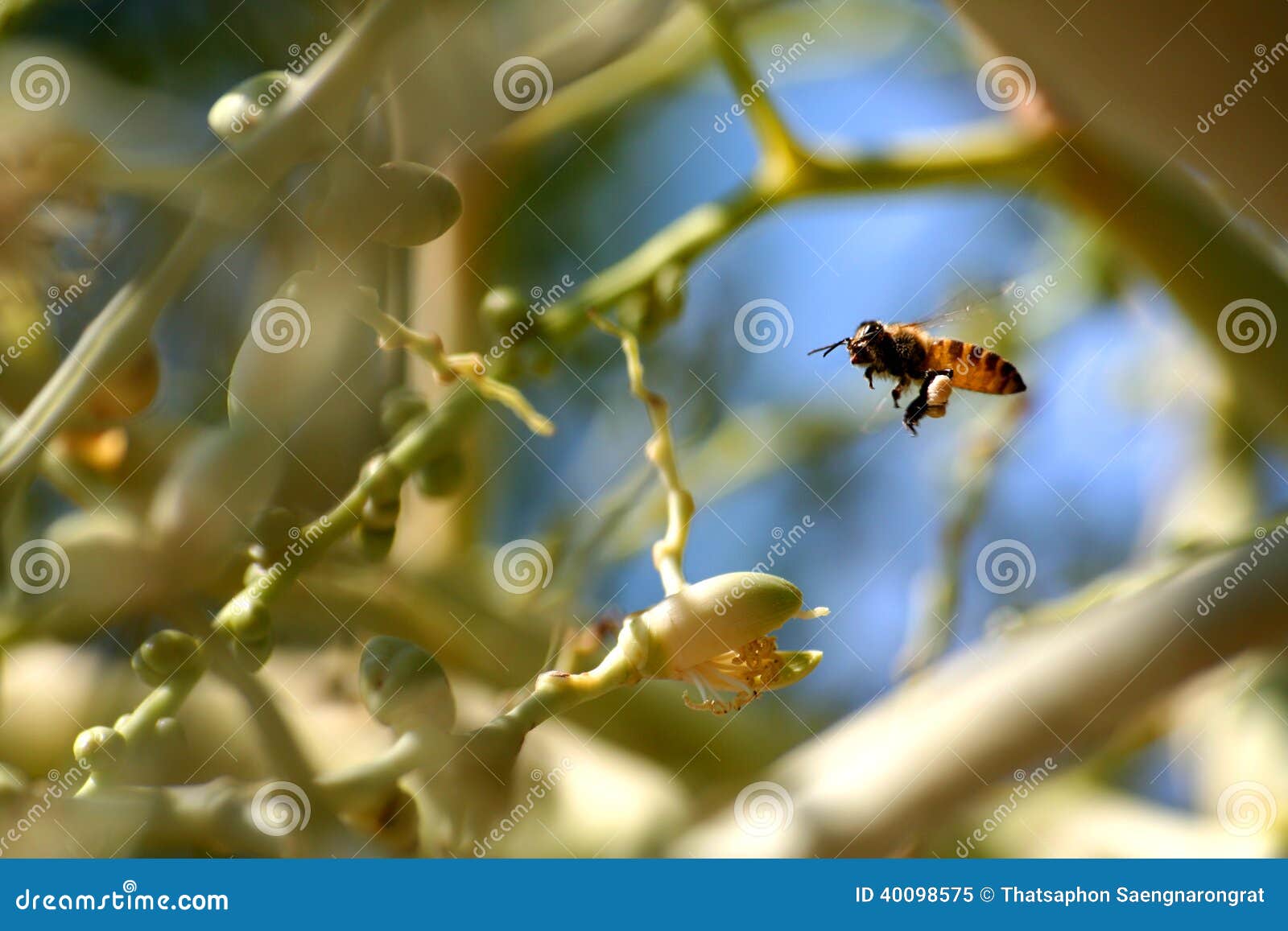 Bee Fly Around Betel Palm Tree in Garden Stock Image - Image of life ...