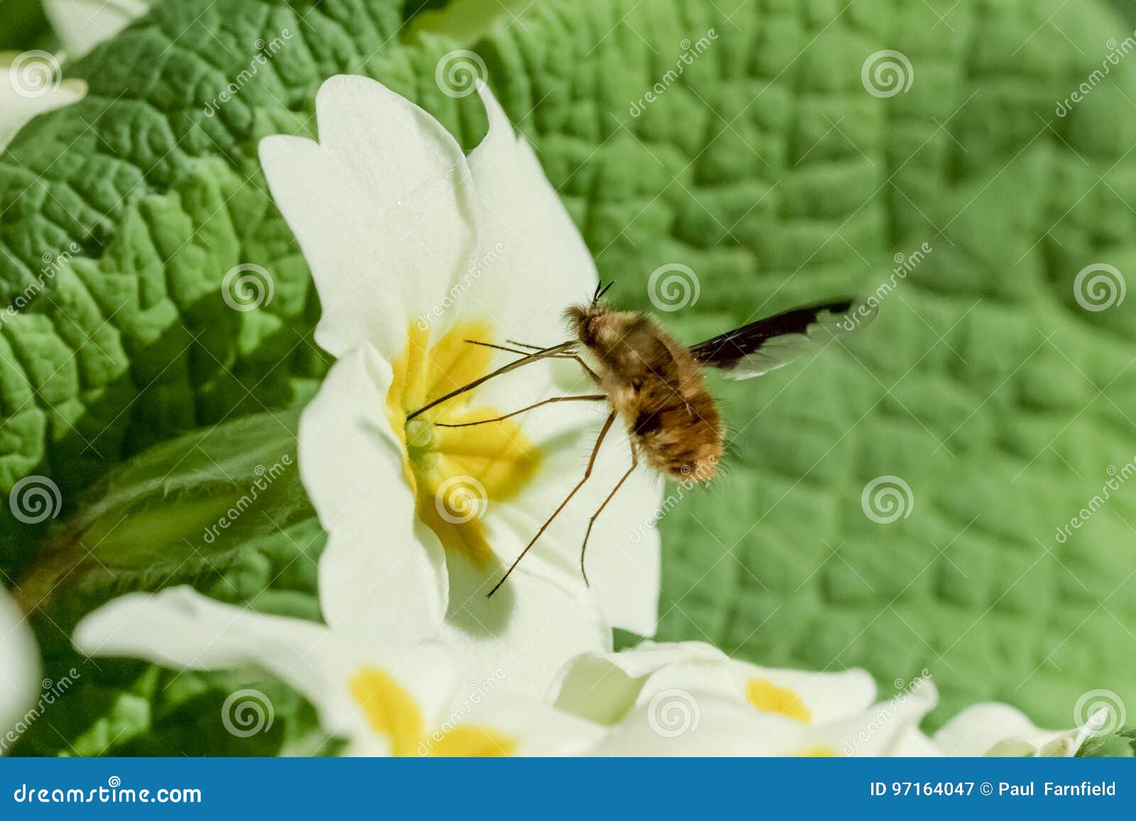 Bee-fly Beefly Bombylius Major on Primrose Stock Image - Image of ...