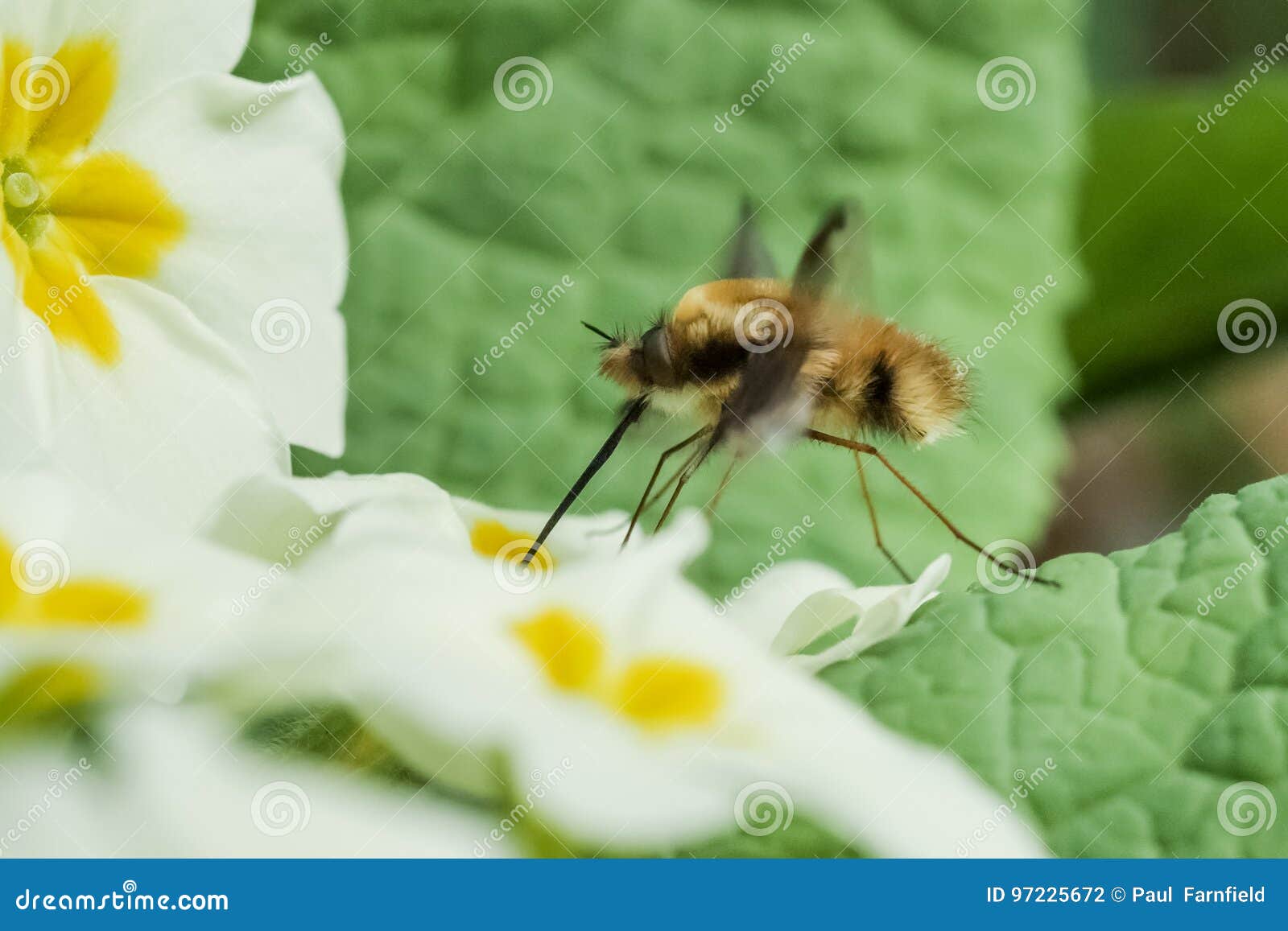 Bee-fly Beefly Bombylius Major on Primrose Stock Photo - Image of ...