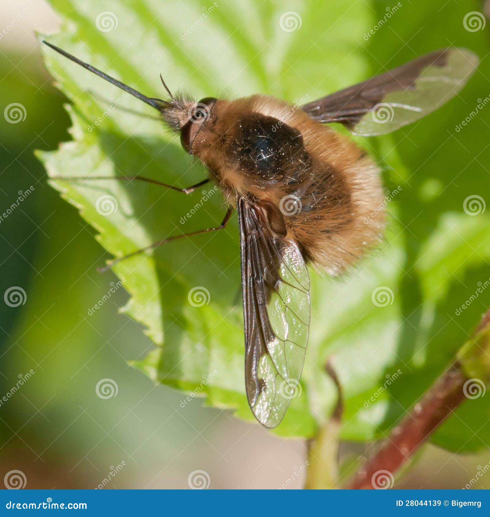 Bee Fly (Bombylius Major) stock image. Image of bokeh - 28044139