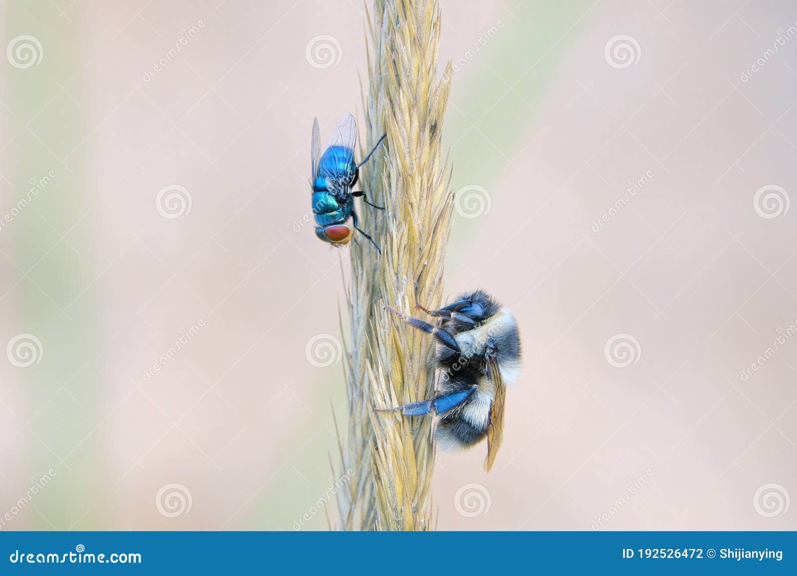 Bee and fly stock photo. Image of wild, wildlife, black - 192526472