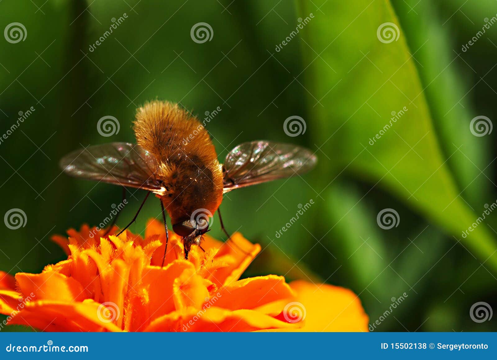 Bee-fly and flower stock photo. Image of botany, pollinate - 15502138