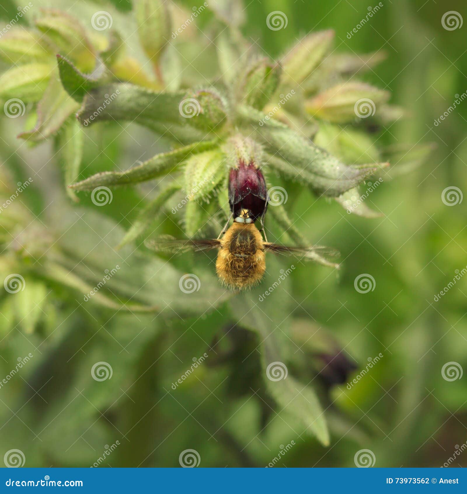 Bee-fly on flower stock photo. Image of nonea, flight - 73973562