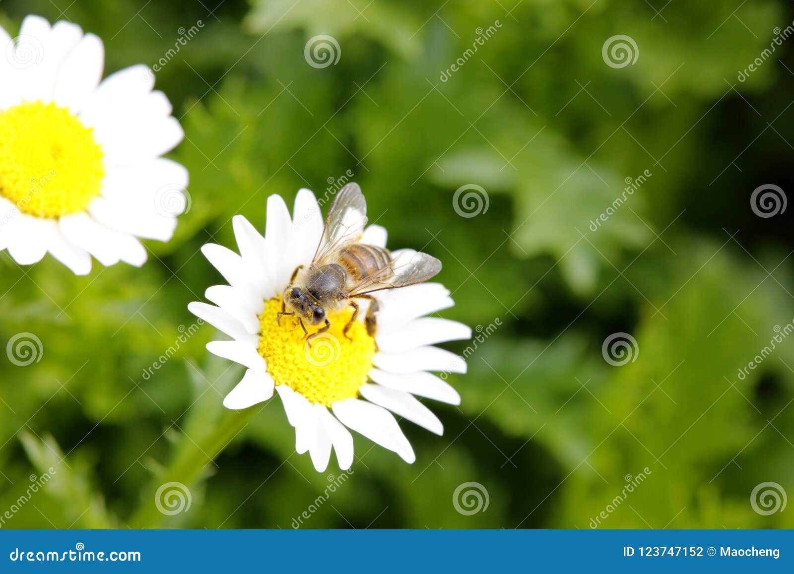 Honeybee Eat Nectar on Daisy, Adobe Rgb Stock Photo - Image of summer ...