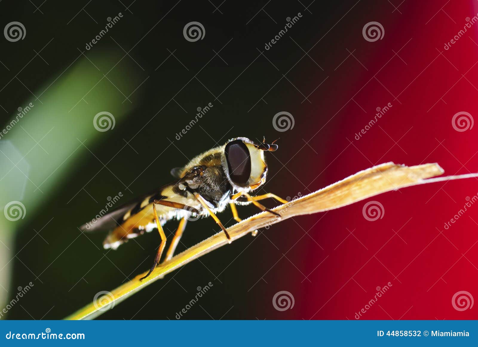 Bee-Fly on the straw stock photo. Image of posing, lighting - 44858532