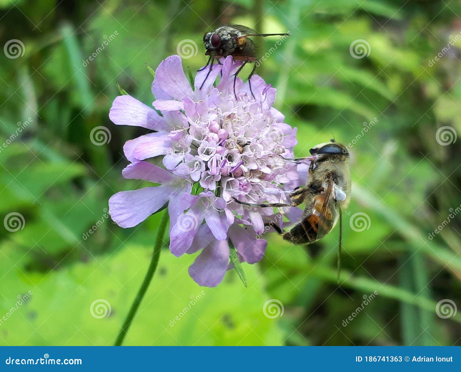 A Bee and a Fly Work Together. Stock Image - Image of work, harming ...