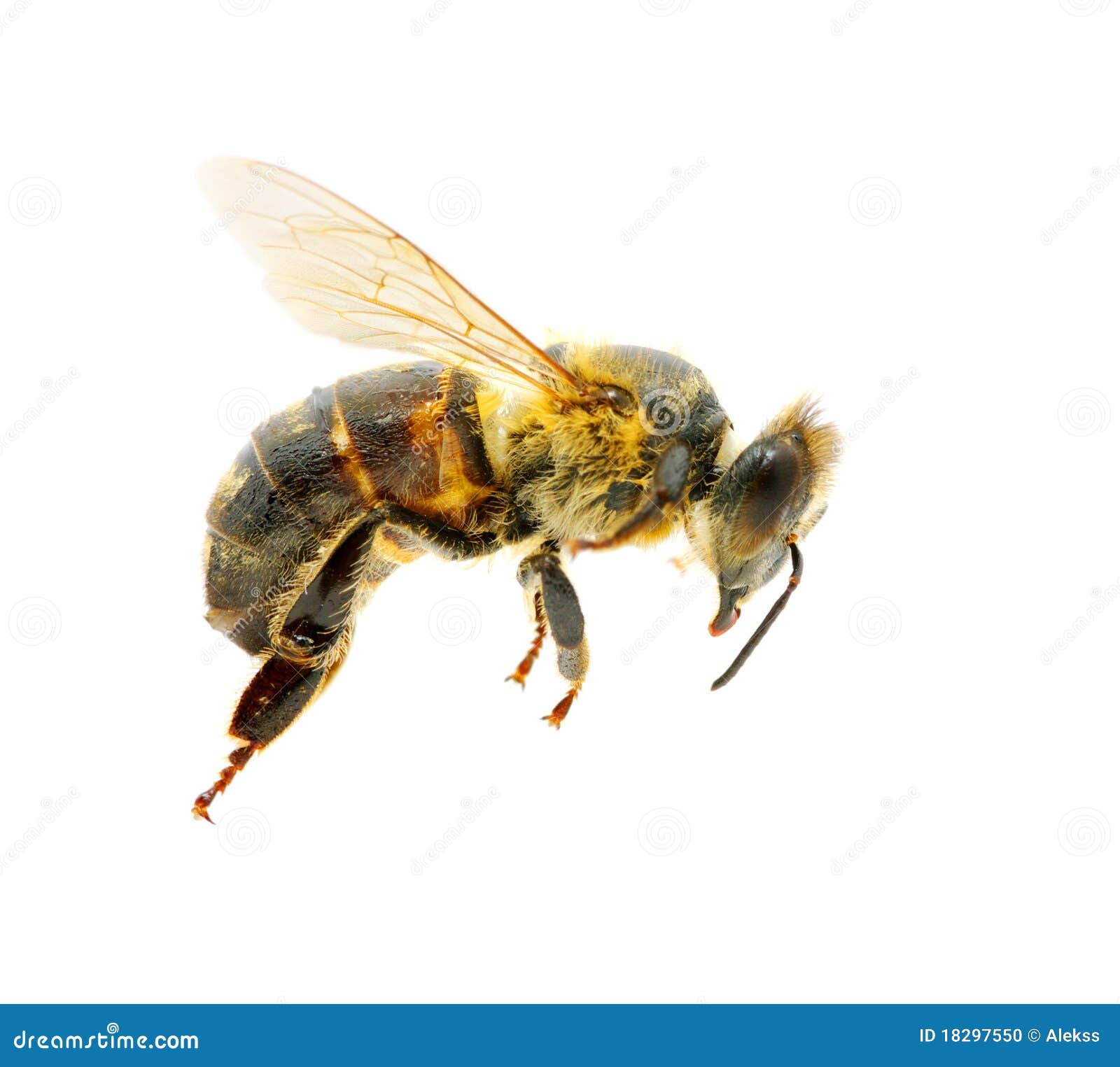 Bee in flying stock photo. Image of nature, sting, white - 18297550