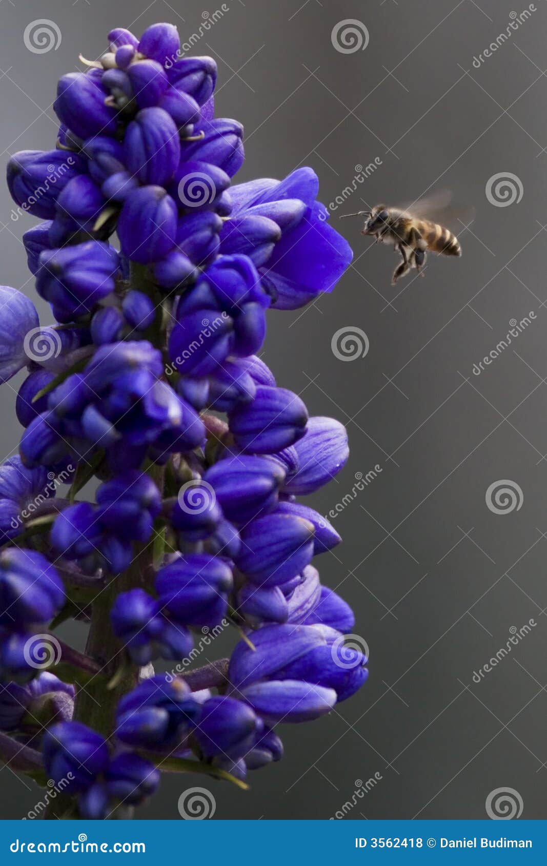 Bee flying stock photo. Image of pollination, natural - 3562418