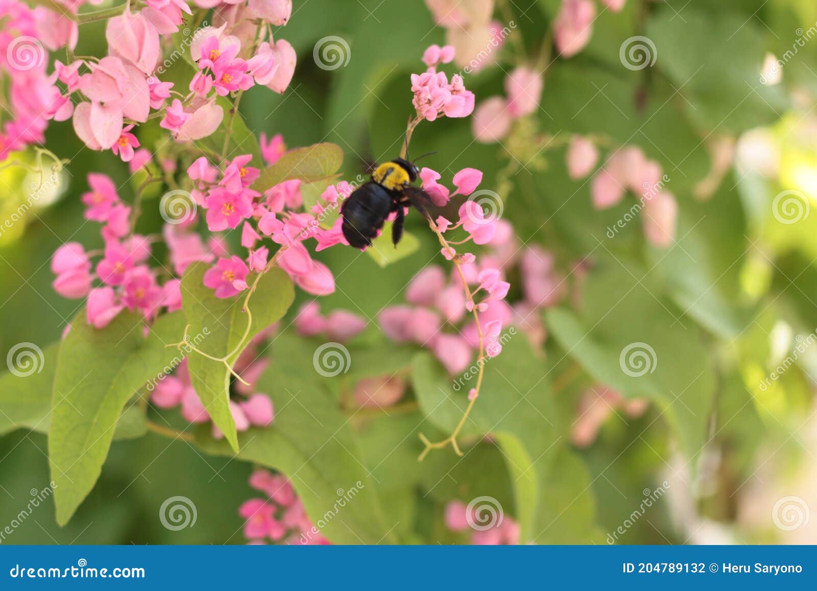 A Bee Flying Around a Flower Stock Photo - Image of tree, nature: 204789132