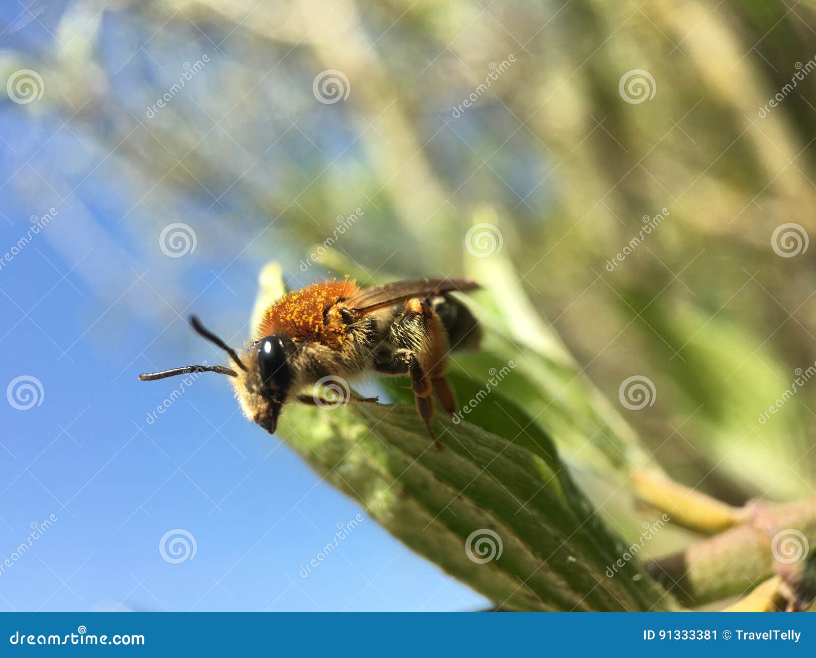 Bee flying away stock image. Image of plant, macro, europe - 91333381