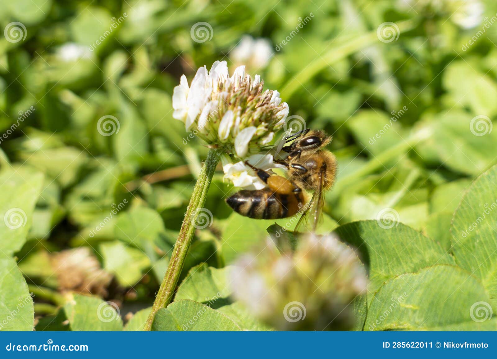Bee flying on a flower stock image. Image of honey, season - 285622011