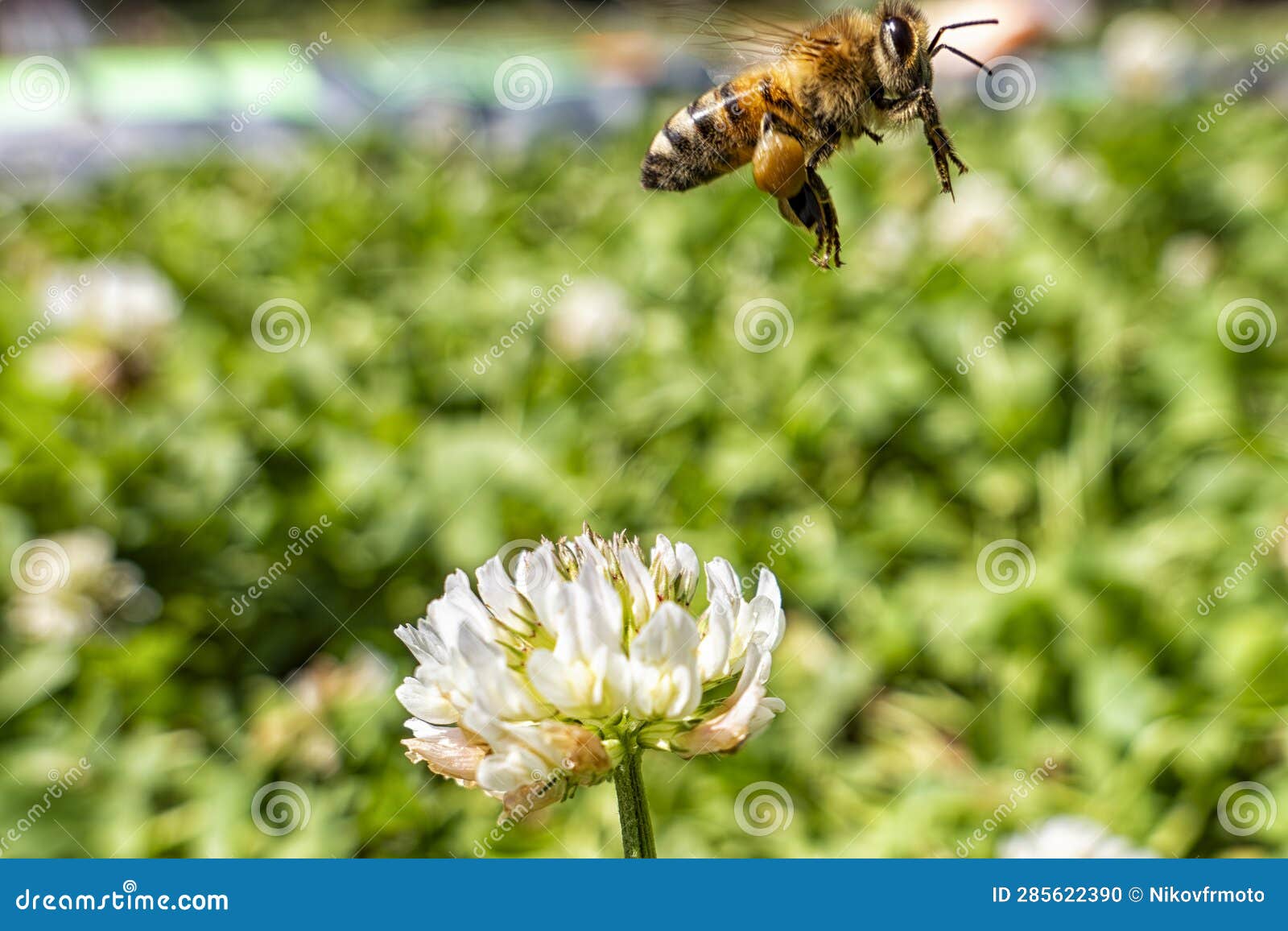 Bee flying on a flower stock photo. Image of flower - 285622390
