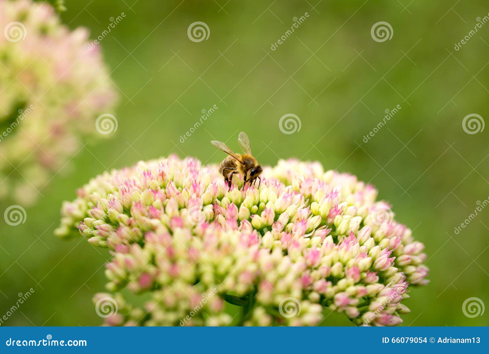 Bee Flying from Flower To Flower and Pollinate Stock Photo - Image of ...