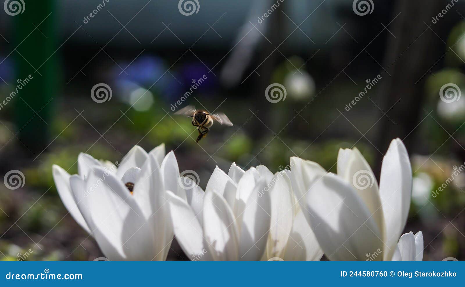 Bee flying over a flower stock photo. Image of nature - 244580760