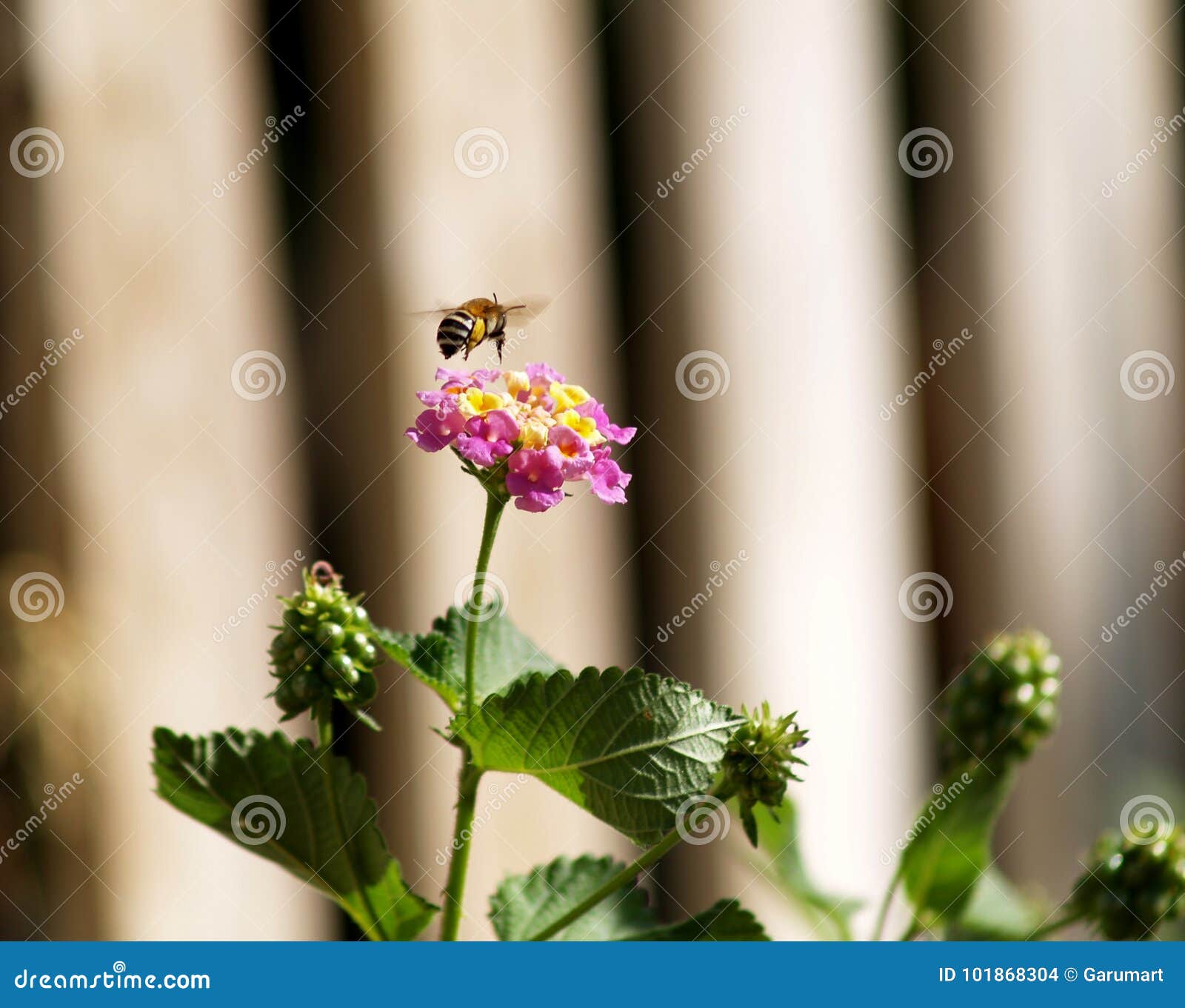 Bee flying over a flower stock photo. Image of flowers - 101868304