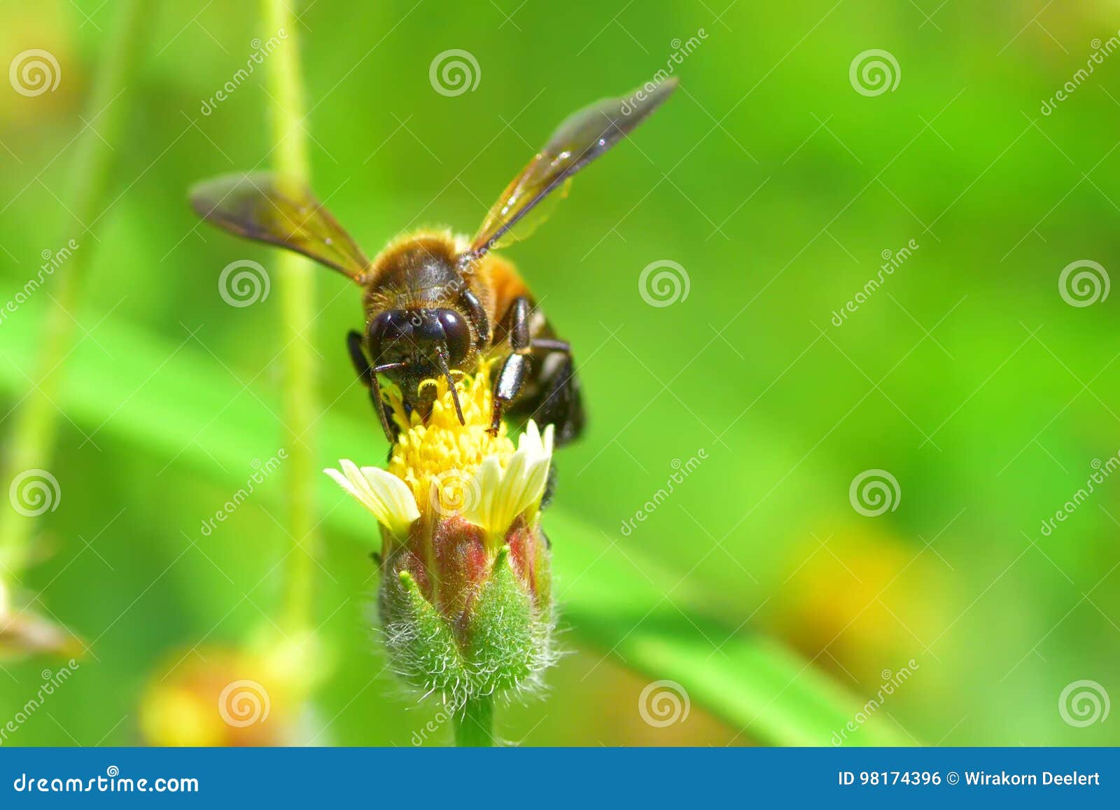 A Bee Flying To the Beautiful Flower Stock Photo - Image of detail ...