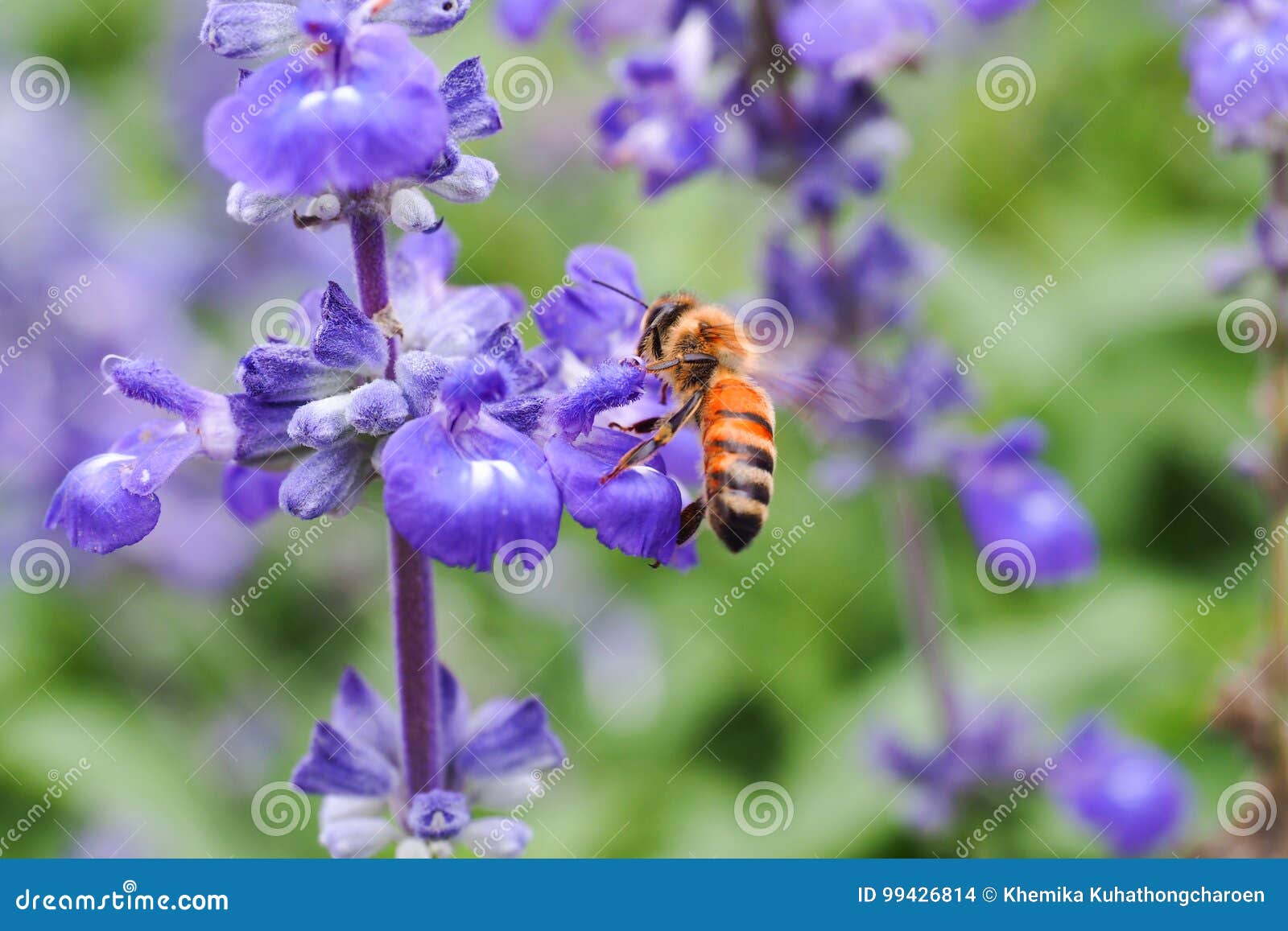 Bee flying to the flower stock photo. Image of sweet - 99426814