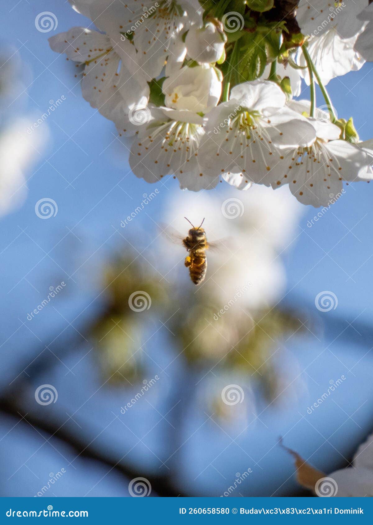 Bee flying to flowers stock photo. Image of flying, flowers - 260658580