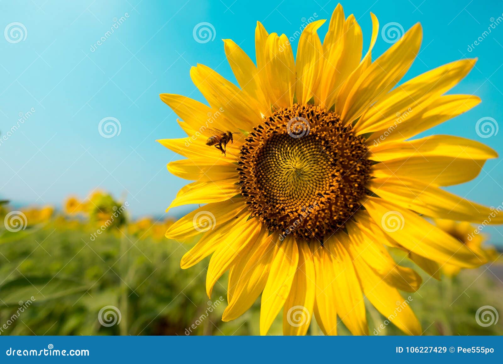 Bee Flying To the Sunflower in Blue Sky Background Stock Image - Image ...