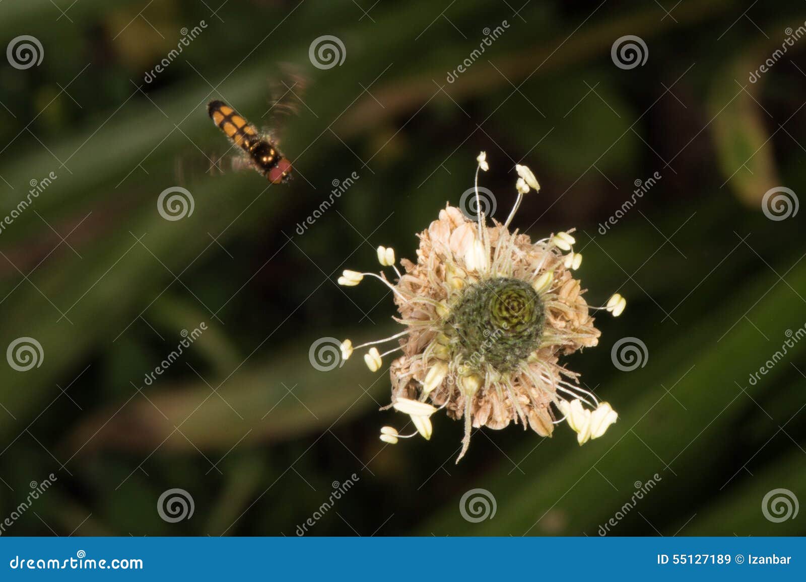 Bee Flying To You from Flower Stock Image - Image of bees, leaf: 55127189