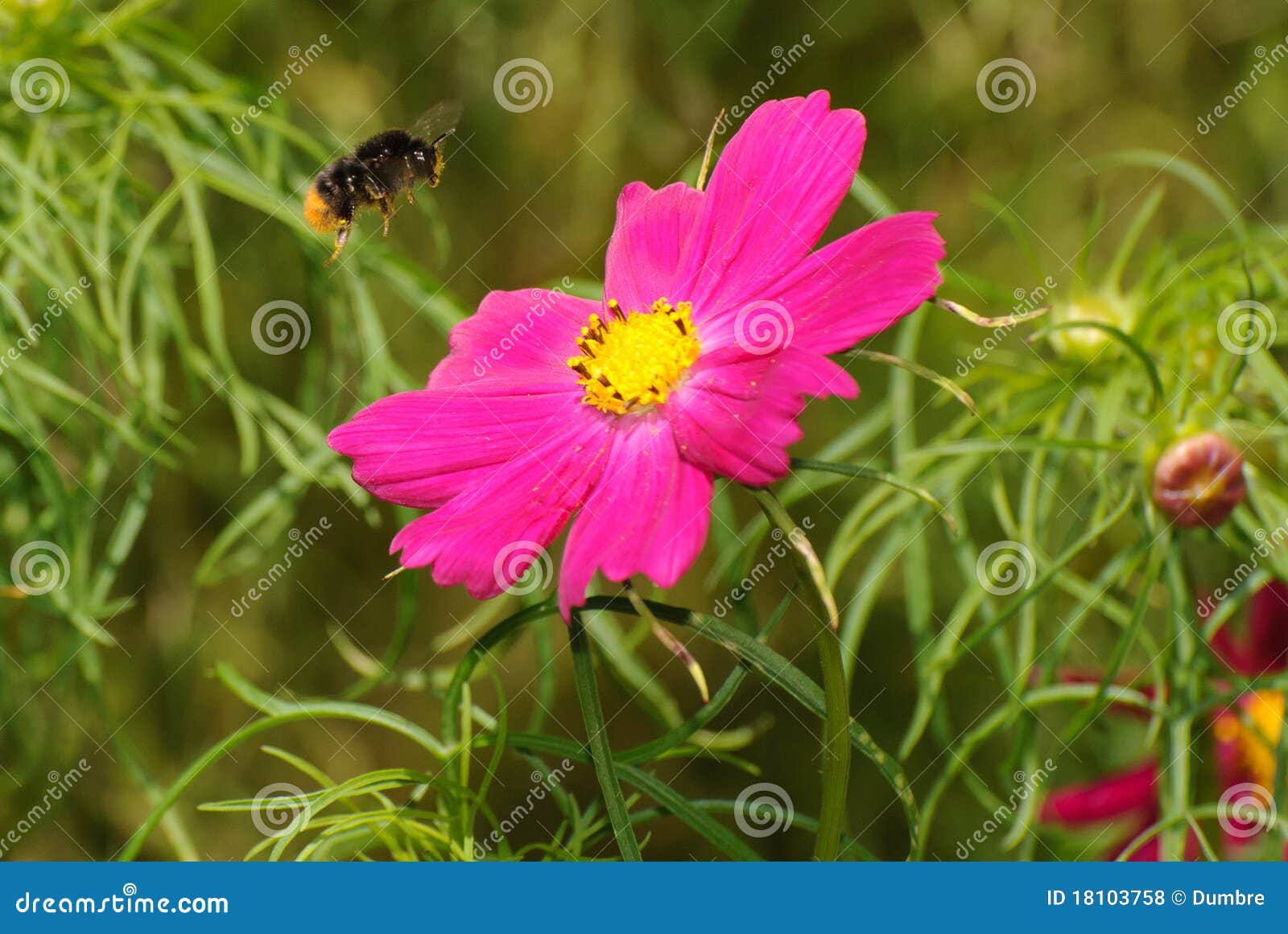 Bee Flying Towards a Flower Stock Photo - Image of rural, pollen: 18103758