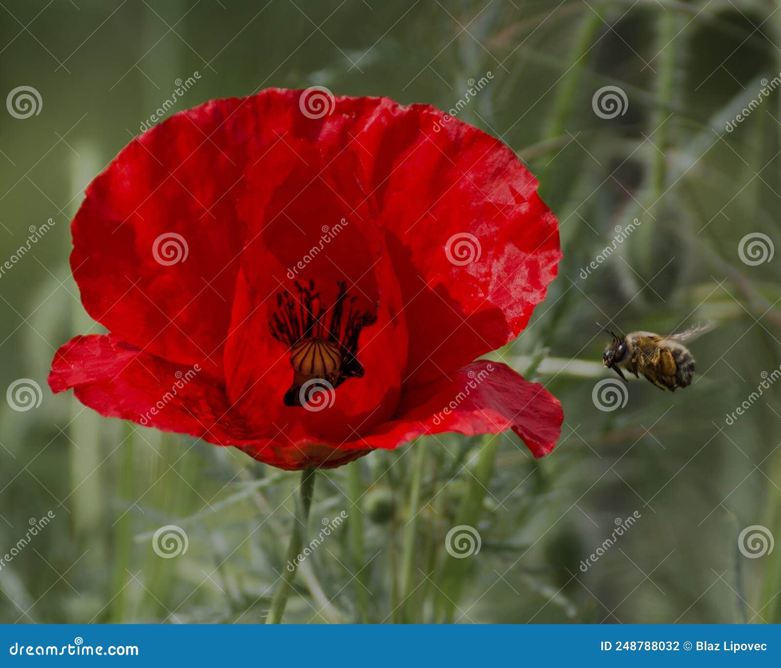 Bee Flying Towards Red Flower for Pollination Activity Stock Photo ...