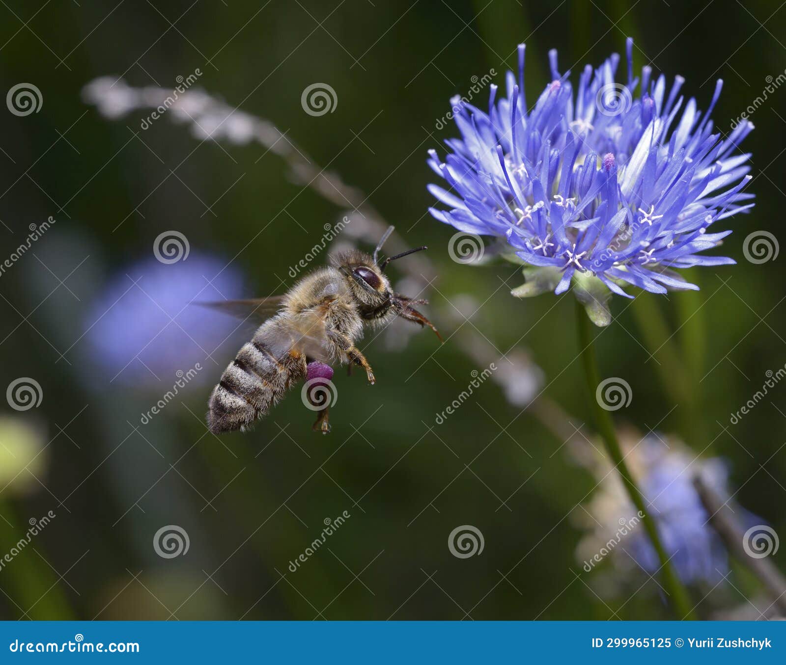 Bee Flying Up To a Blue Wild Flower To Feed Nectar, Flight Stock Image ...