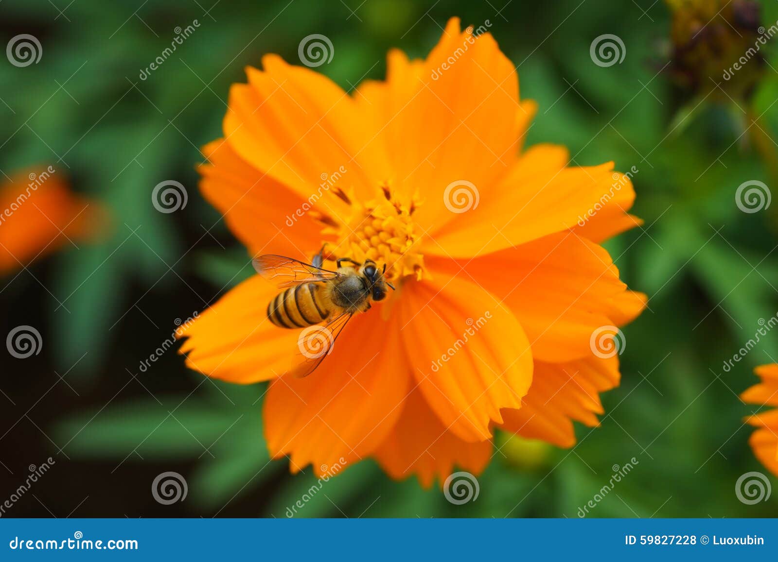 Bee forage stock photo. Image of flora, outdoor, forage - 59827228