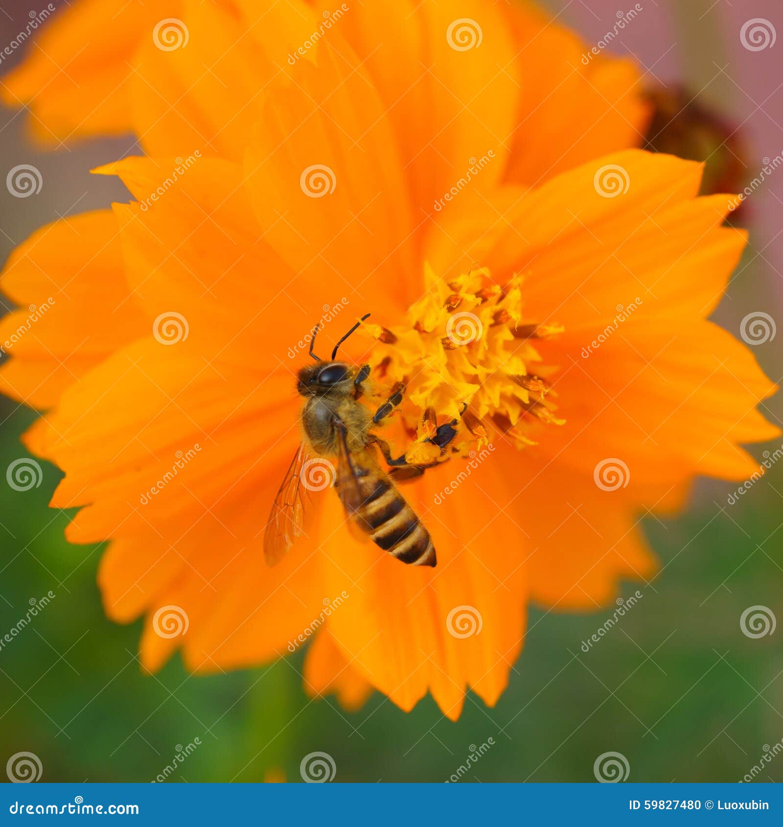 Bee forage stock photo. Image of plant, forage, flora - 59827480