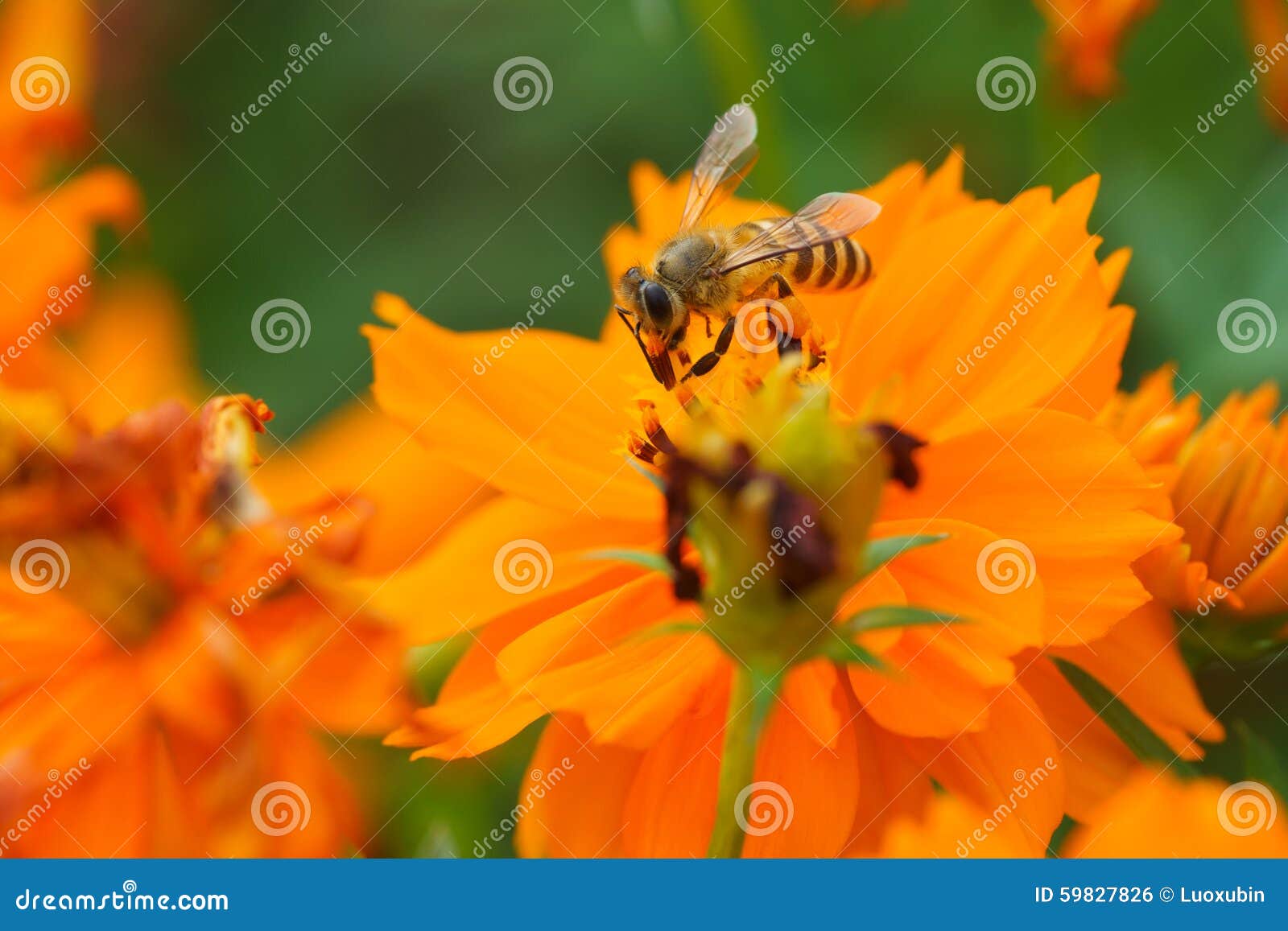 Bee forage stock photo. Image of honey, flora, insect - 59827826