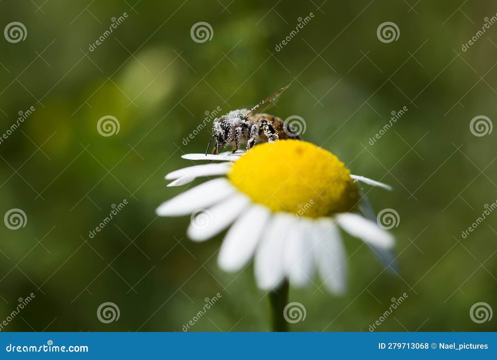 Bee Foraging a Daisy Flower Stock Photo - Image of plant, petal: 279713068