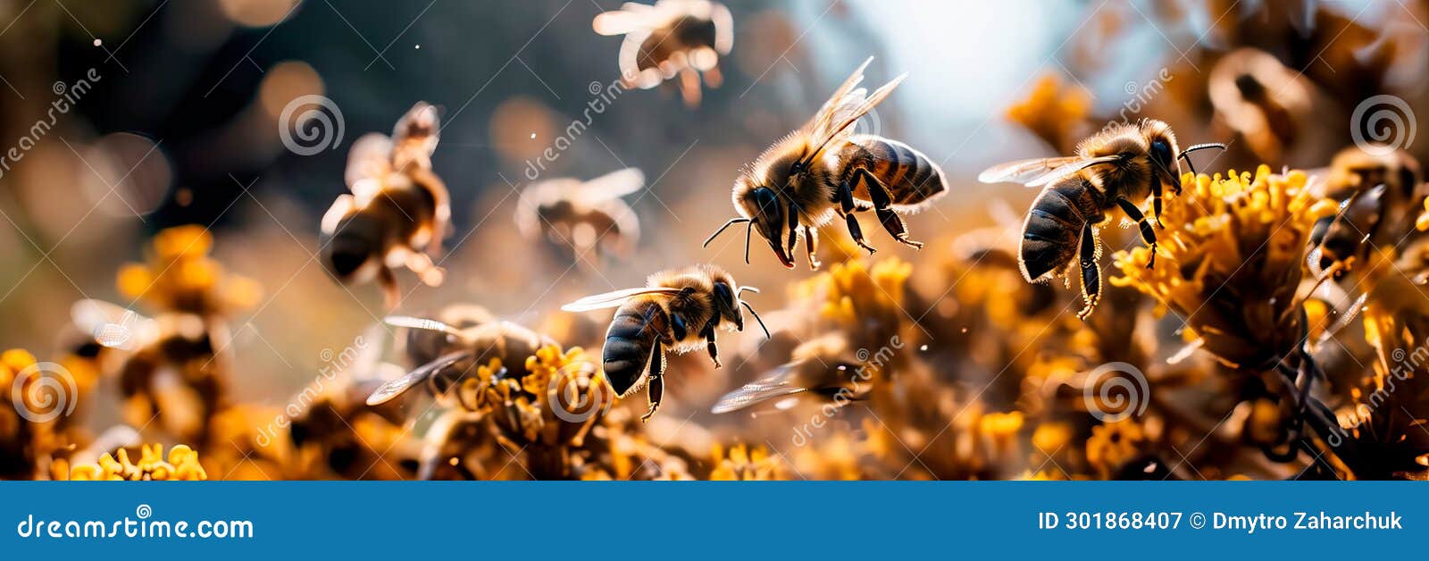 Bee Foraging for Nectar, the Role of Bees in Pollination and ...